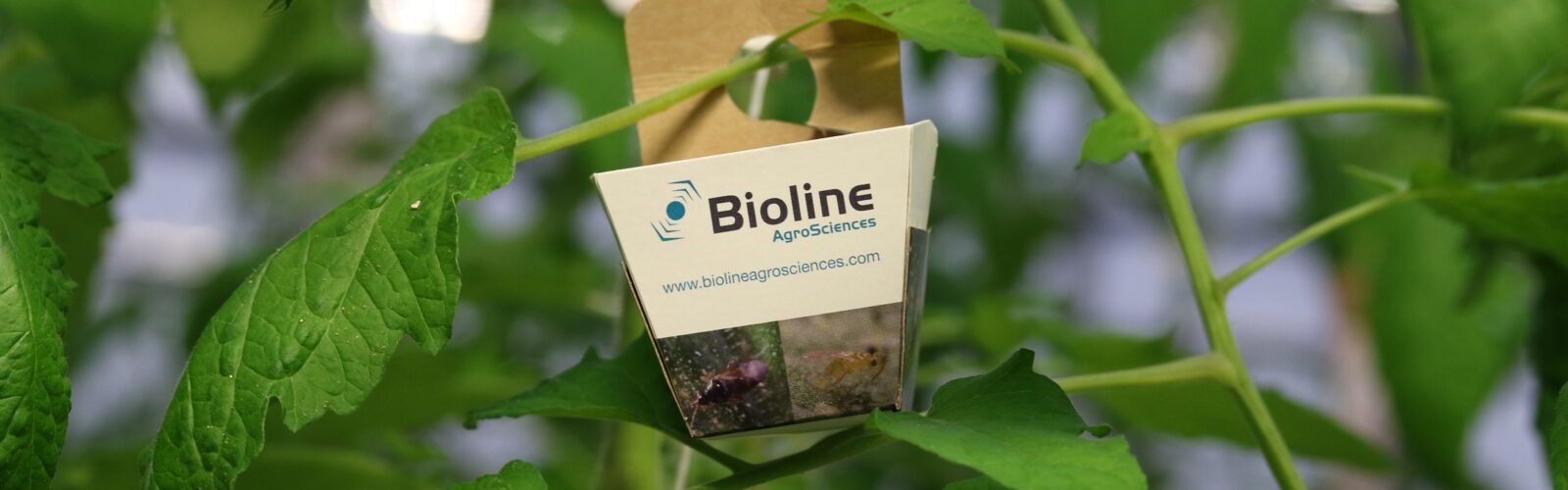 Products « Bioline